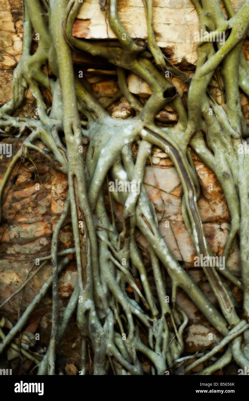 Network roots hi-res stock photography and images - Alamy