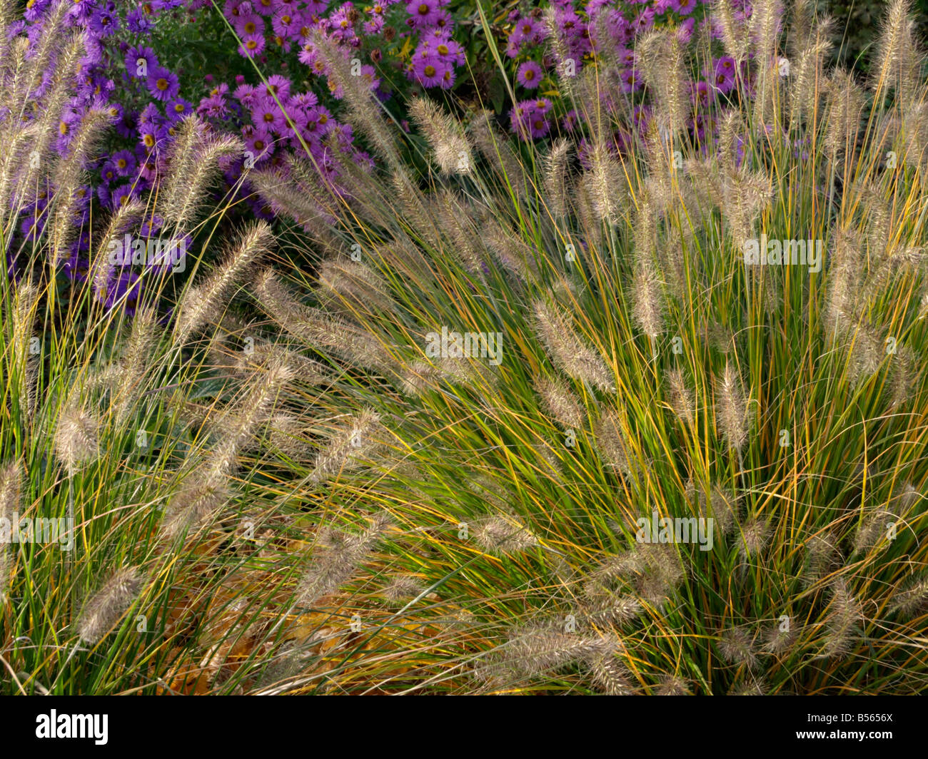 Dwarf fountain grass (Pennisetum alopecuroides 'Hameln') and aster ...