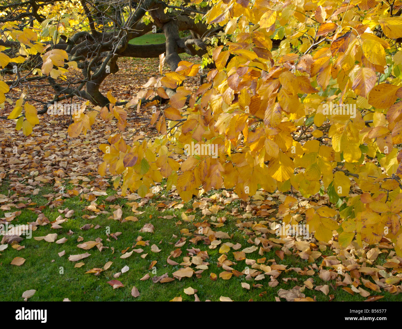 Kentucky yellow wood (Cladrastis kentukea syn. Cladrastis lutea Stock ...