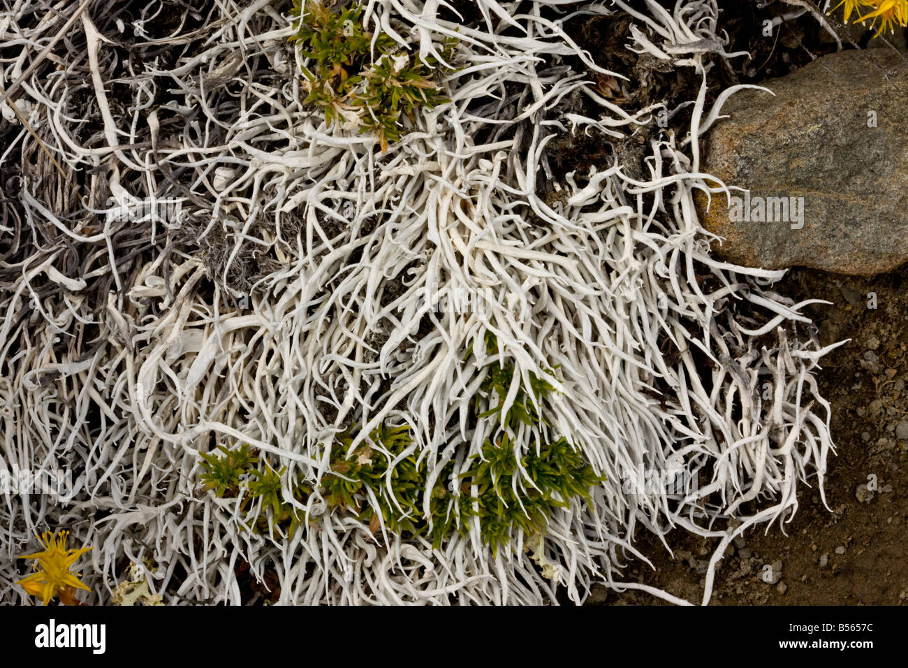 Whiteworm lichens hi-res stock photography and images - Alamy