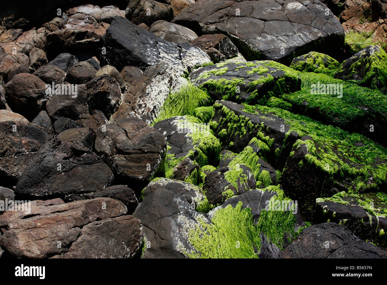 Green mosses on rocks hi-res stock photography and images - Alamy