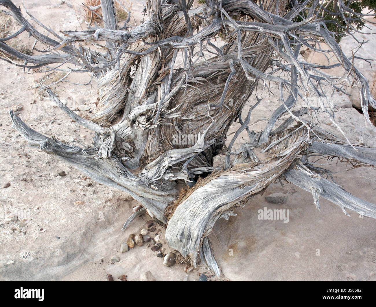 A dead bush in the Petrified Forest National Park, Arizona, USA Stock ...