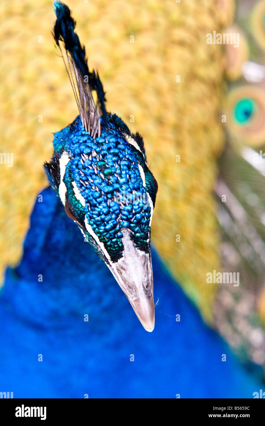 Peacock head hi-res stock photography and images - Alamy