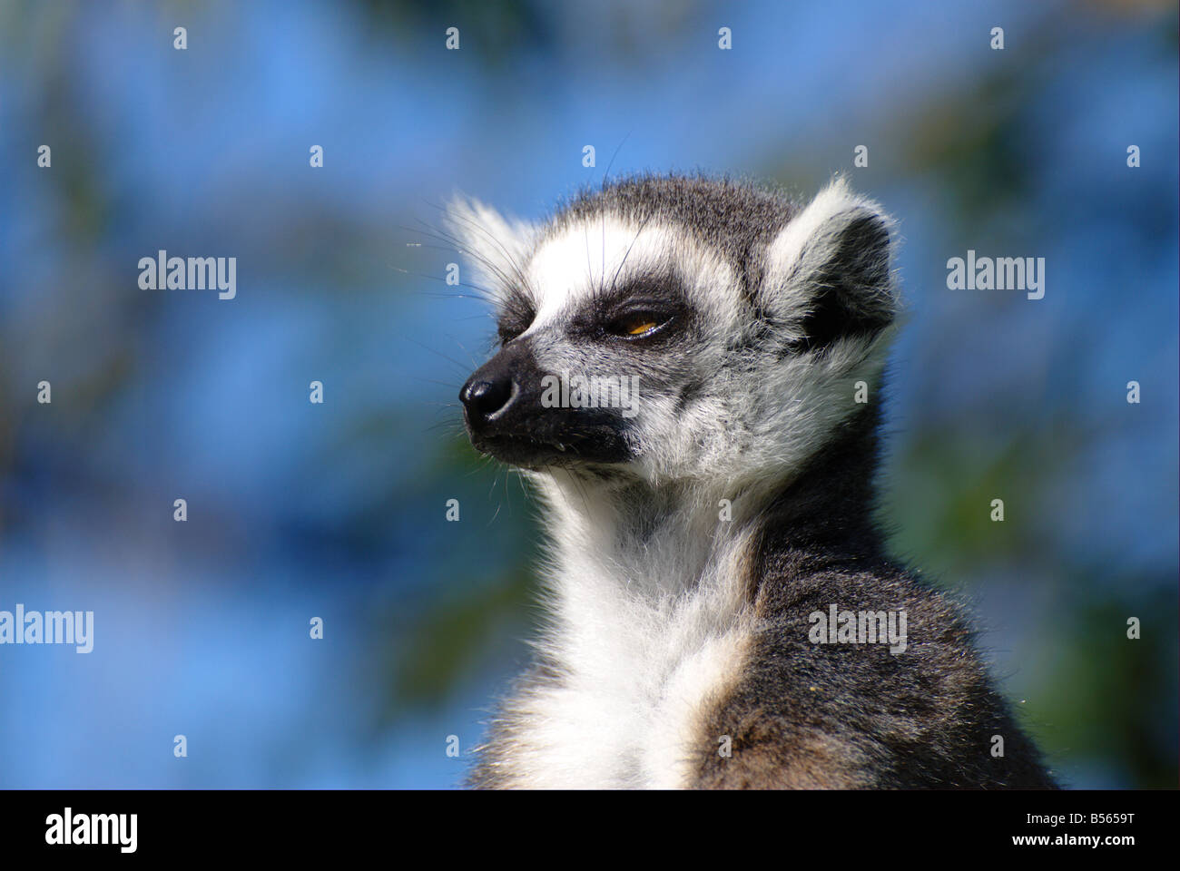 Madagascar lemur hi-res stock photography and images - Alamy