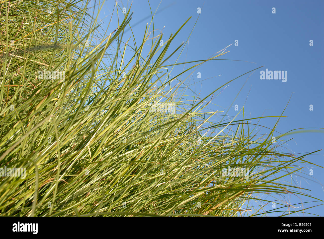 GRASS OUT OF CONTROL Stock Photo - Alamy