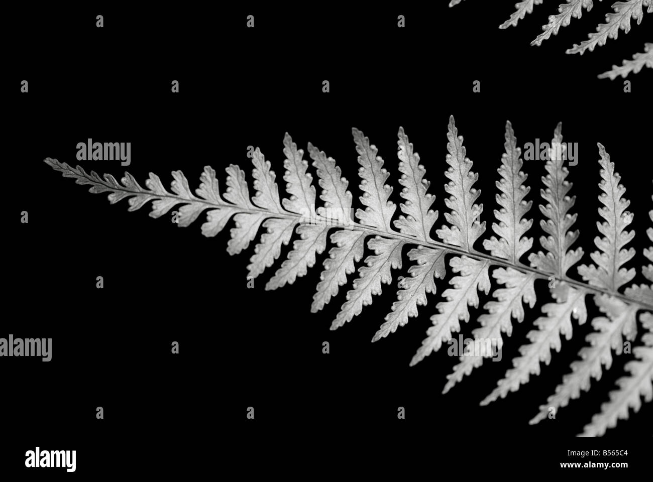 Silver fern symbol hi-res stock photography and images - Alamy