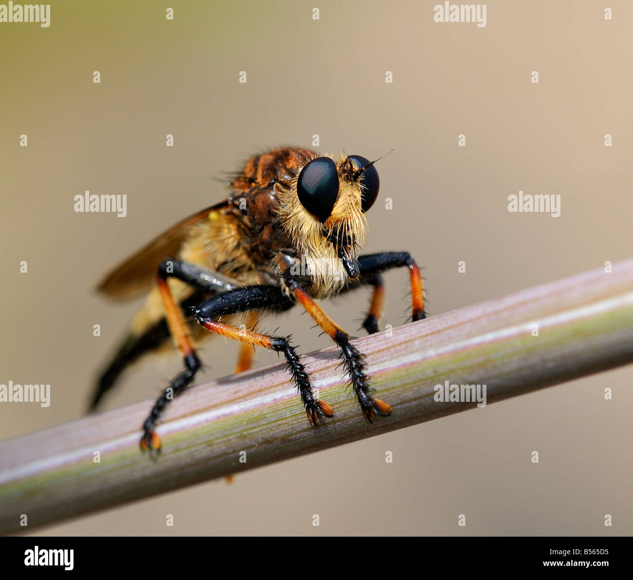 A robber fly Stock Photo - Alamy