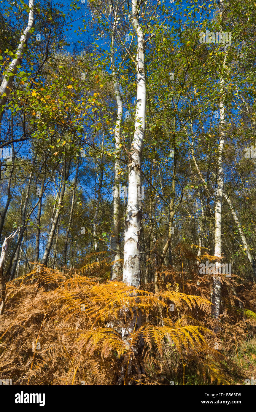Trees betula pendula autumn hi-res stock photography and images - Alamy