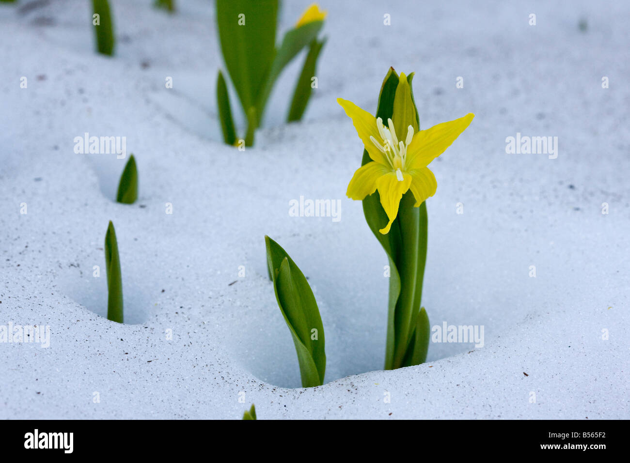 Glacier Lily or Yellow Avalanche lily Erythronium grandiflorum pushing ...