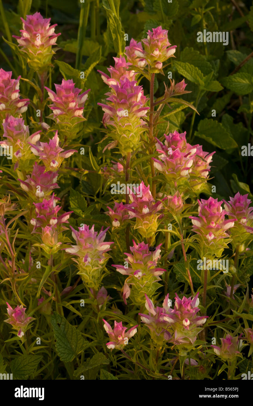 Siskiyou mountain clover hi-res stock photography and images - Alamy