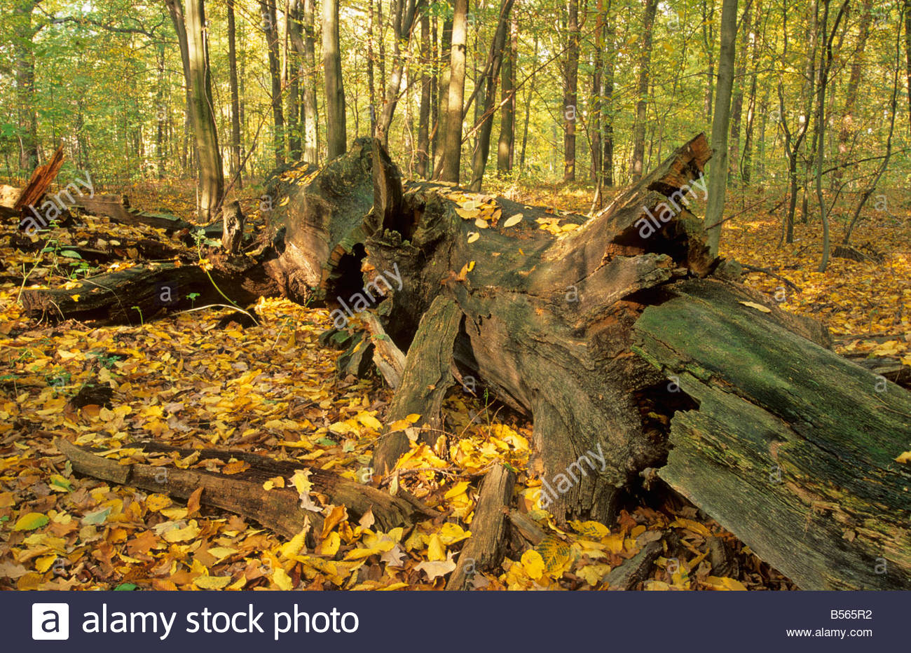 Dead And Rotten Tree Stock Photos & Dead And Rotten Tree Stock Images ...
