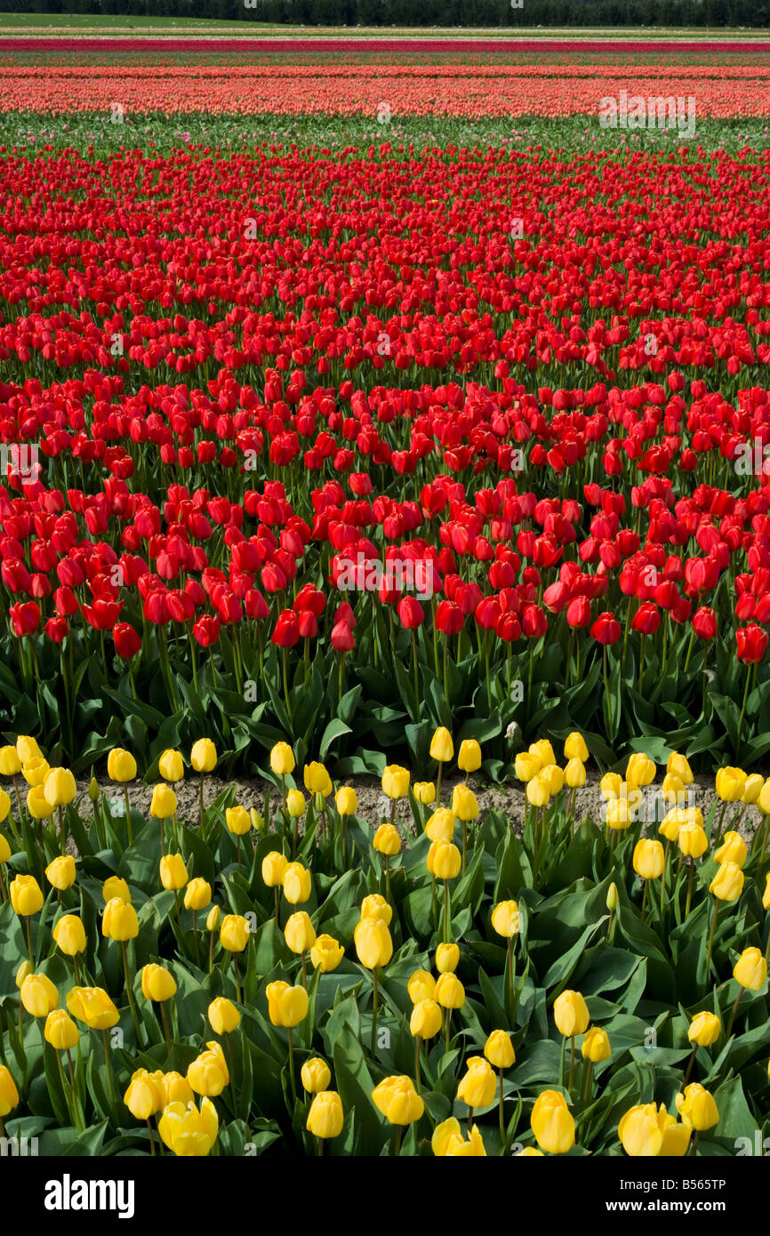 A beautiful field of tulips Stock Photo - Alamy
