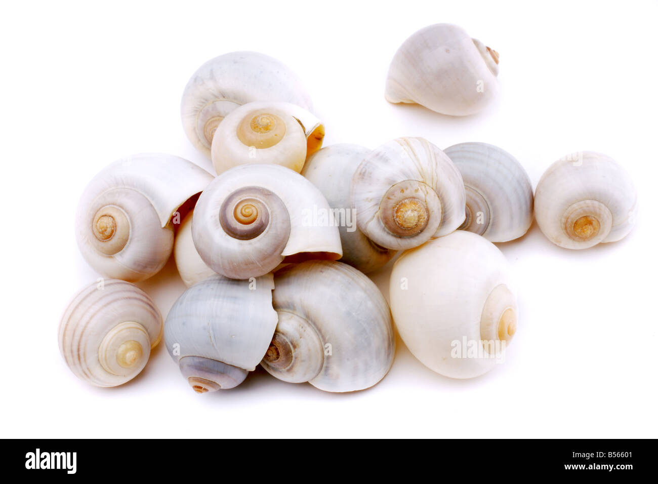 Shell diversity hi-res stock photography and images - Alamy