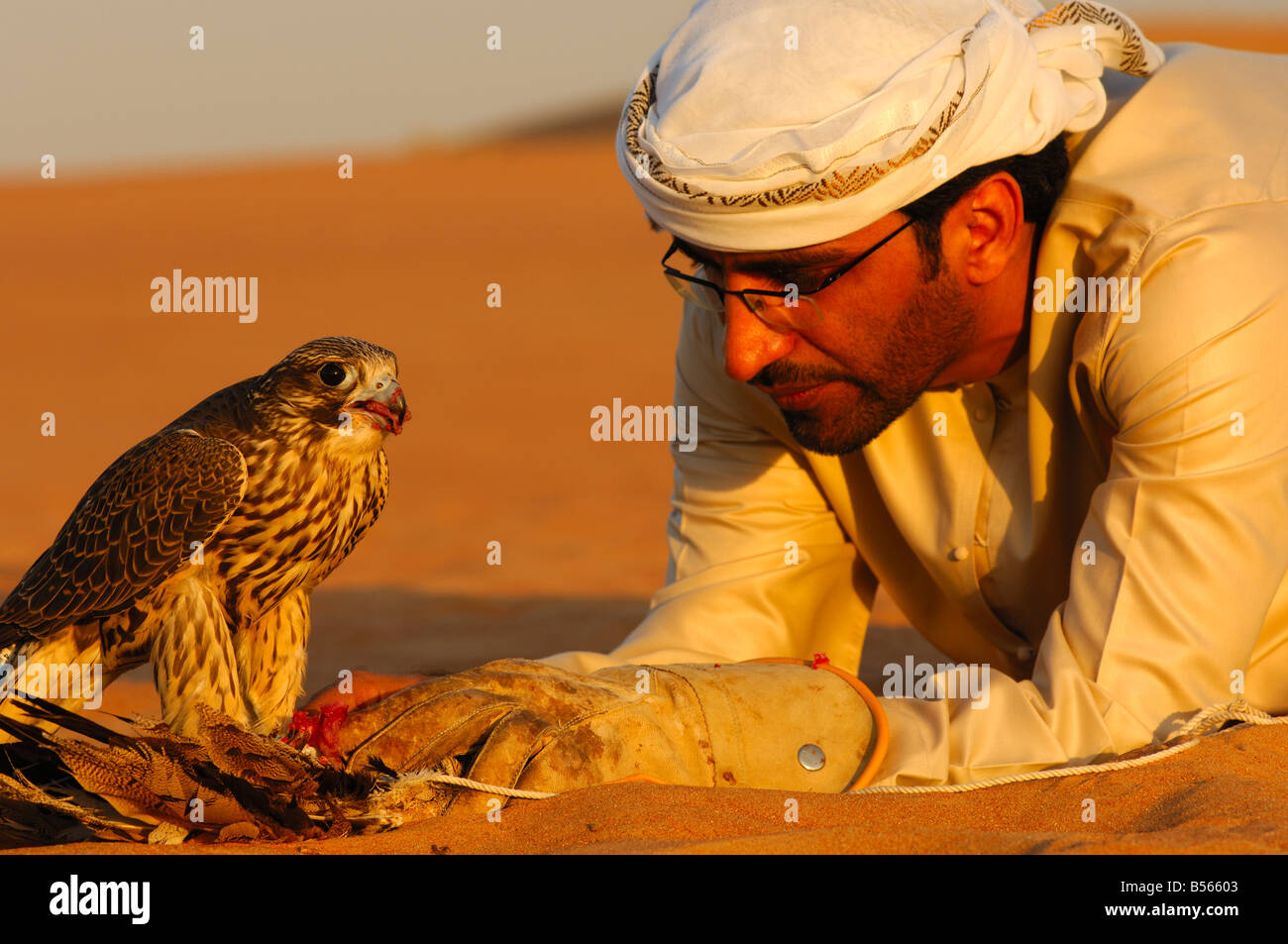 Arab falconer feeding his Gyr Falcon, Dubai, United Arab Emirates, UAE ...