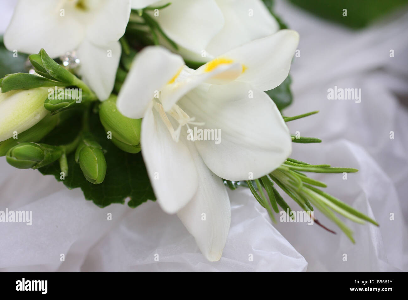 Lily button holes Stock Photo - Alamy