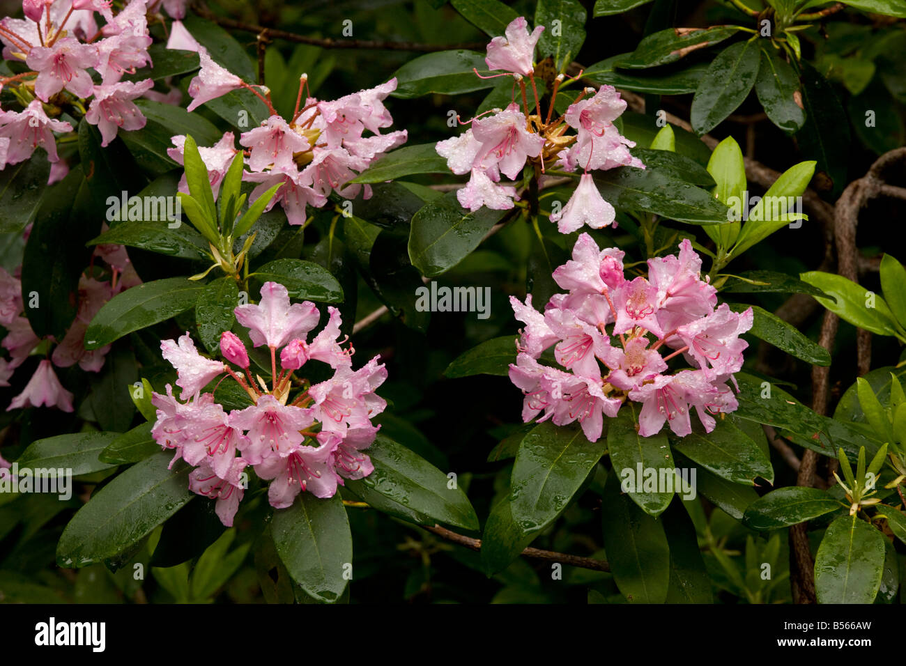 Pacific Rhododendron Rhododendron macrophyllum in flower Mount Hood ...
