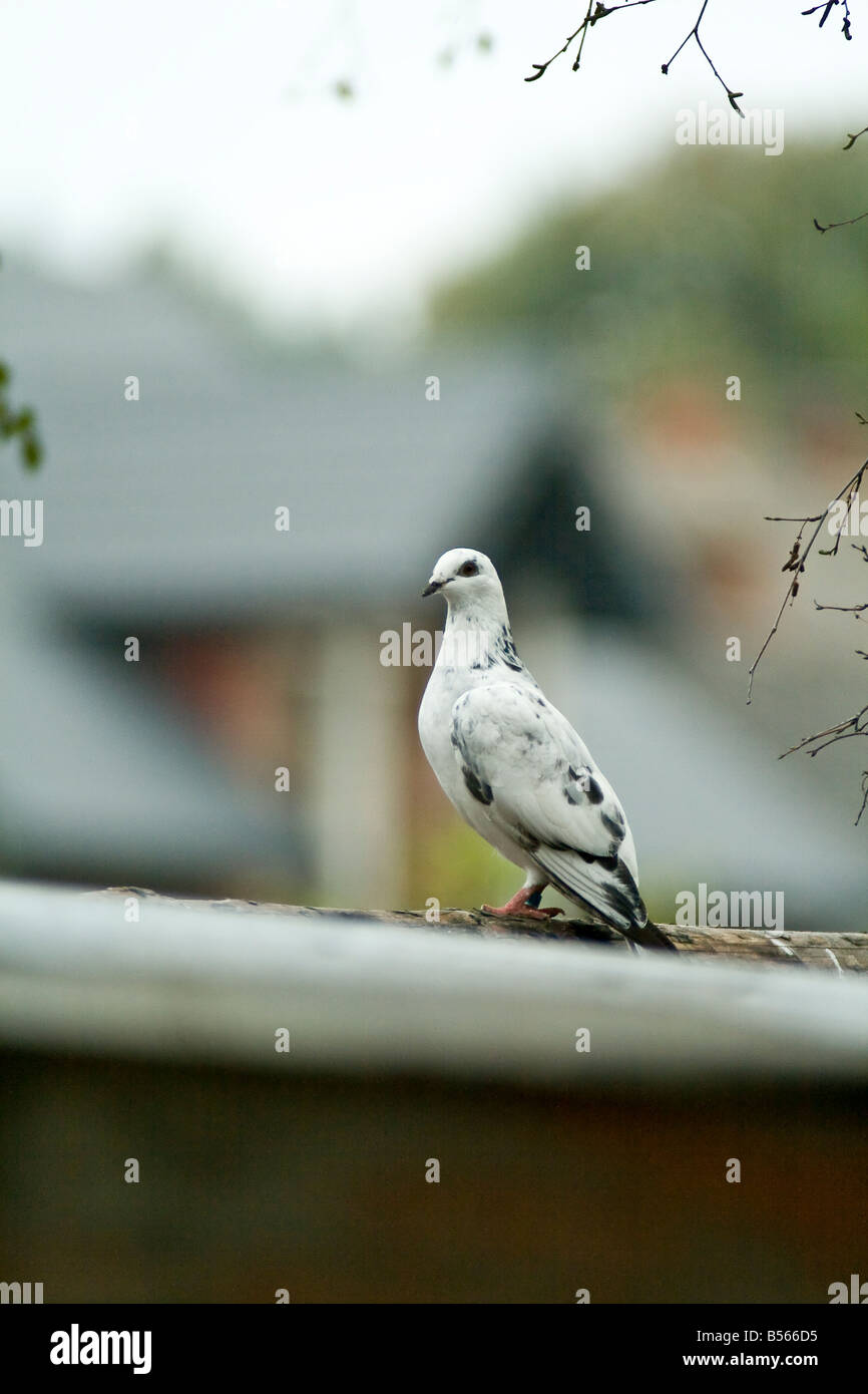 Dove on roof Stock Photo - Alamy