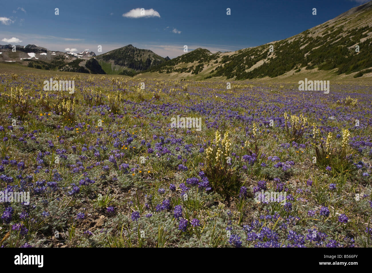 Pedicularis contorta hi-res stock photography and images - Alamy