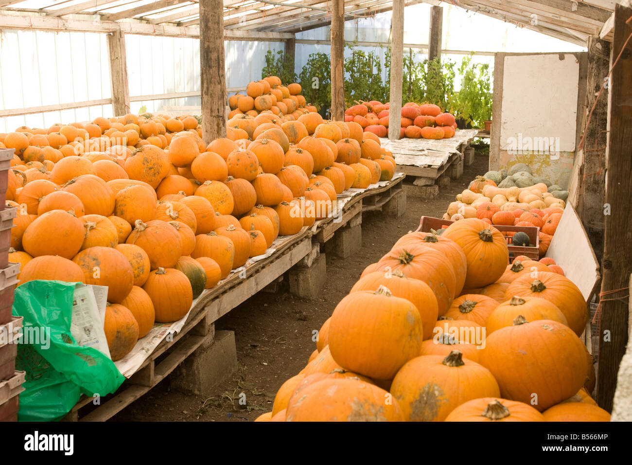 Flying saucer pumpkin hi-res stock photography and images - Alamy