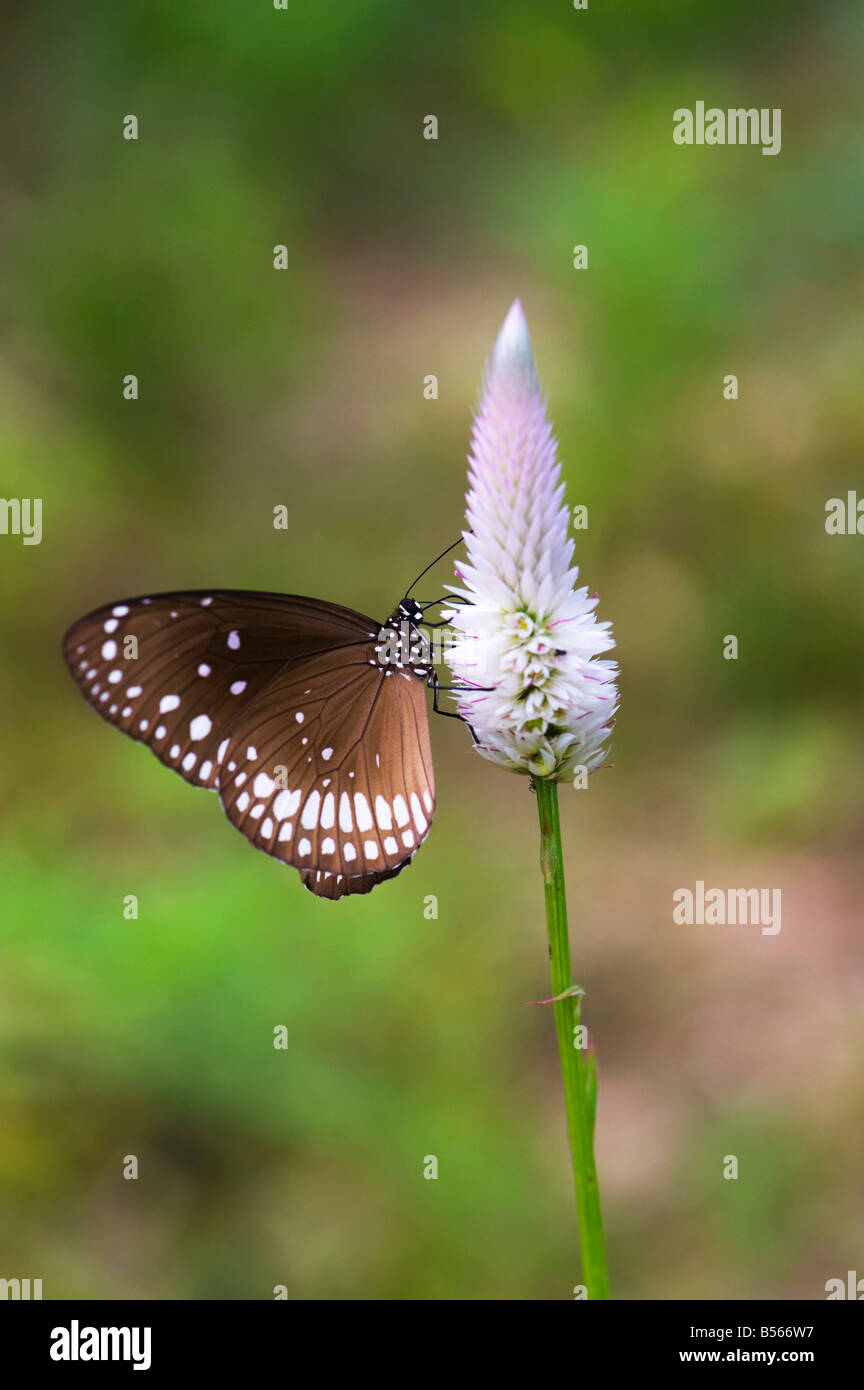 Euploea Core. Common crow butterfly in the indian countryside. Andhra ...