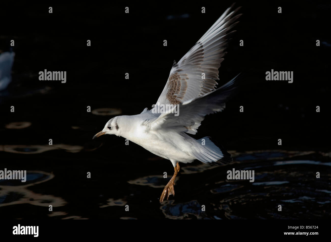 Splashdown hi-res stock photography and images - Alamy