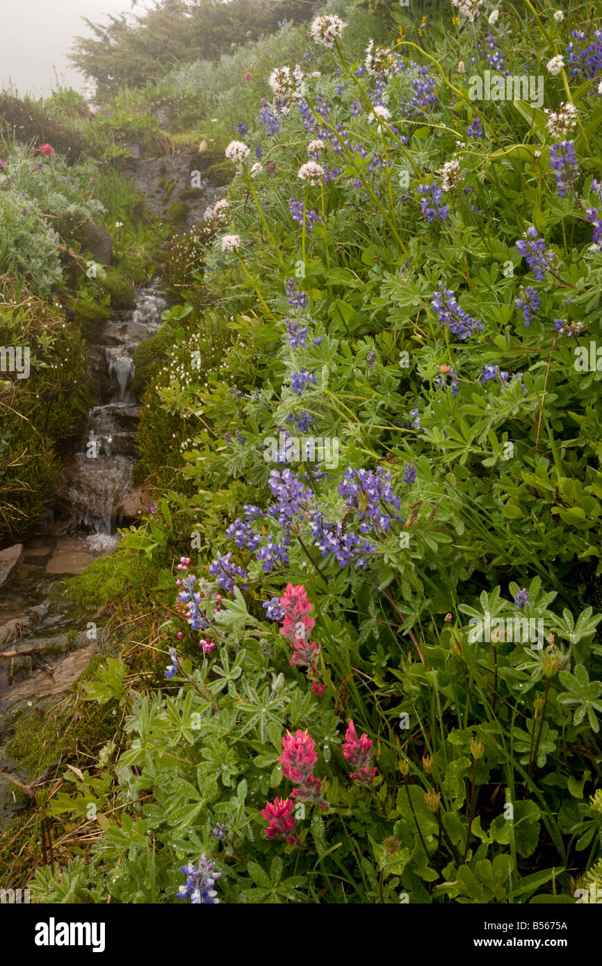 Mist cascade hi-res stock photography and images - Alamy