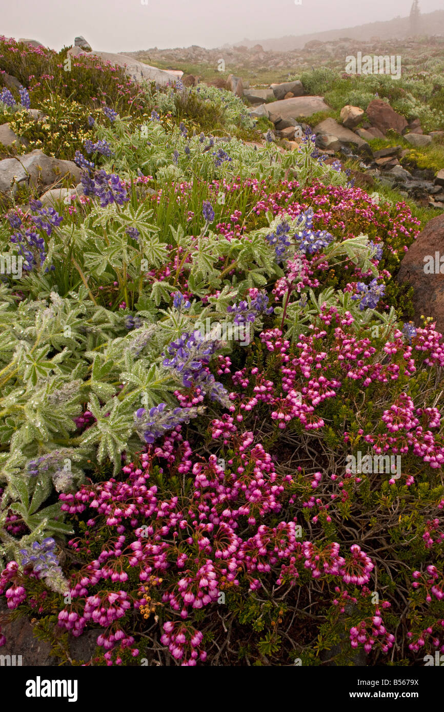 Red heather Phyllodoce empetriformis in high tundra in the mist on ...