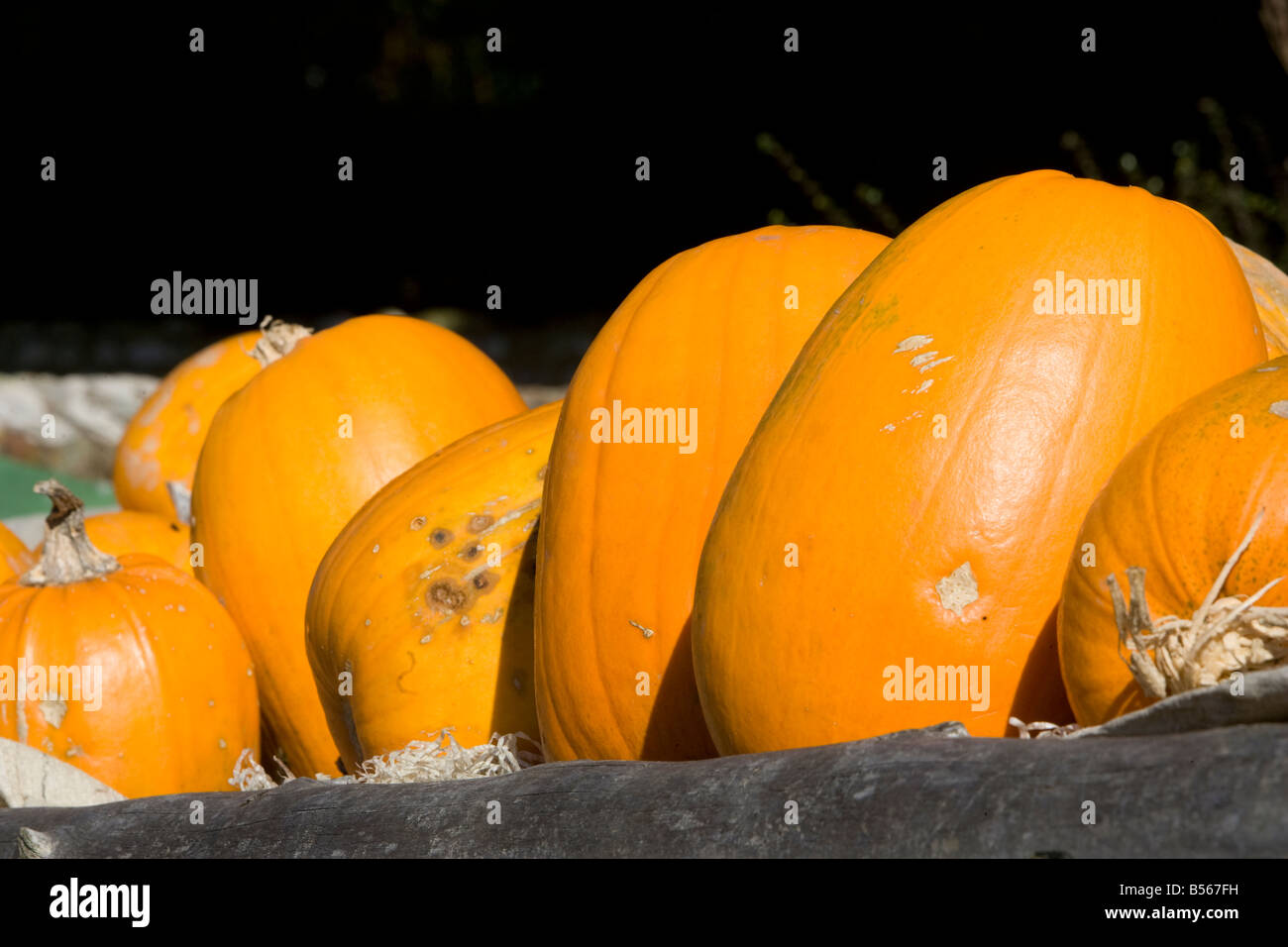 Pumpkins in storage Stock Photo - Alamy