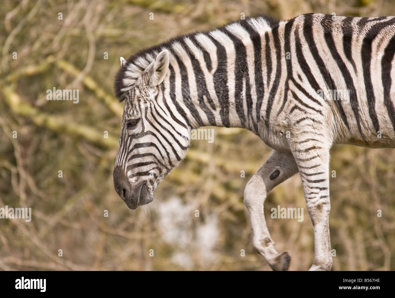 Zebra head hi-res stock photography and images - Alamy