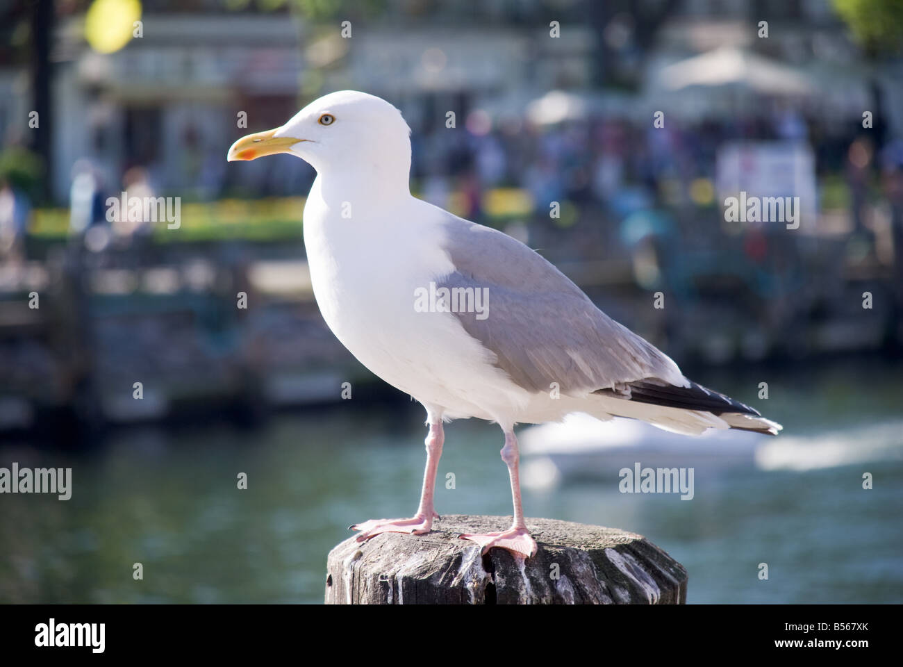 Albatros bird hi-res stock photography and images - Alamy