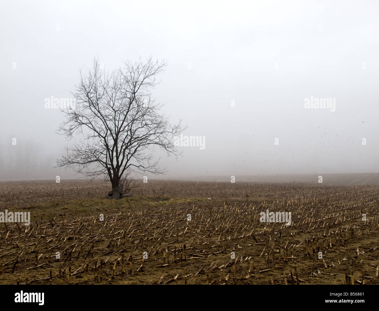 A lone tree in a foggy field Stock Photo - Alamy