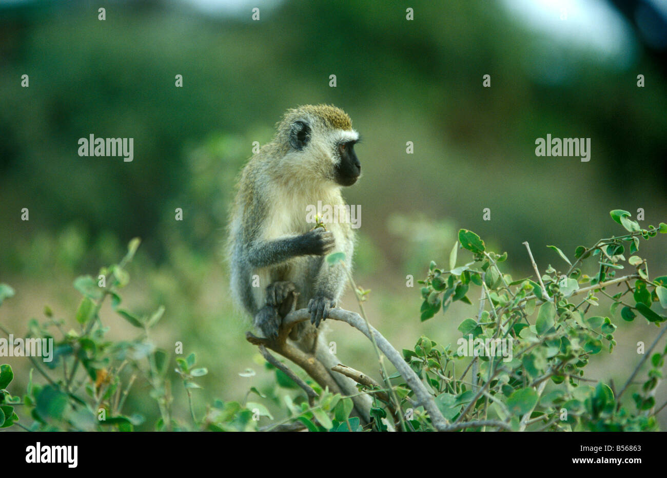 a young vervet monkey (Cercopithecus aethiops) at Amboseli National ...