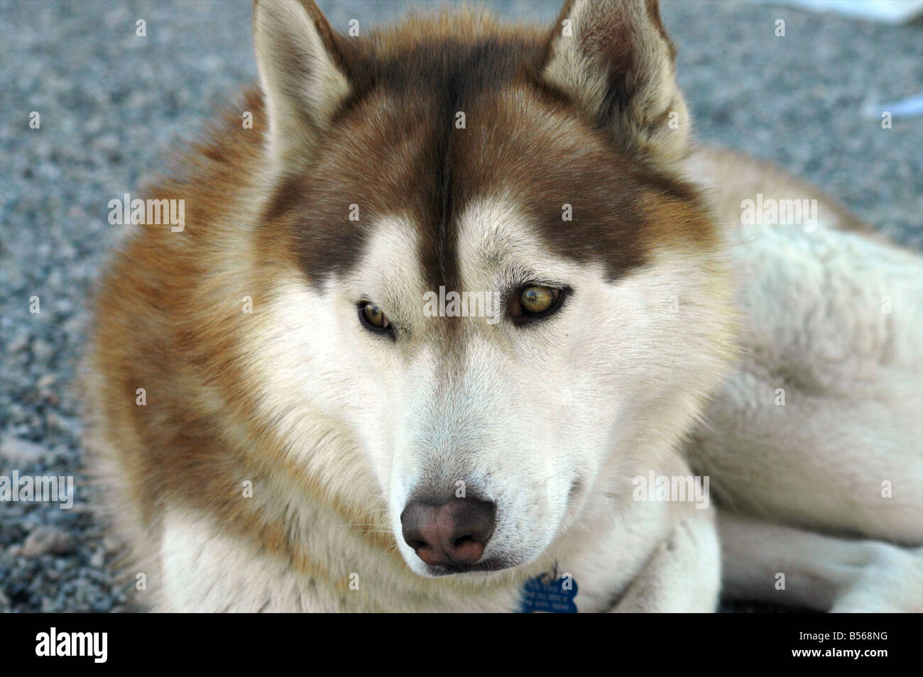 A beautiful husky on the flea market in Quartzside, Arizona Stock Photo ...