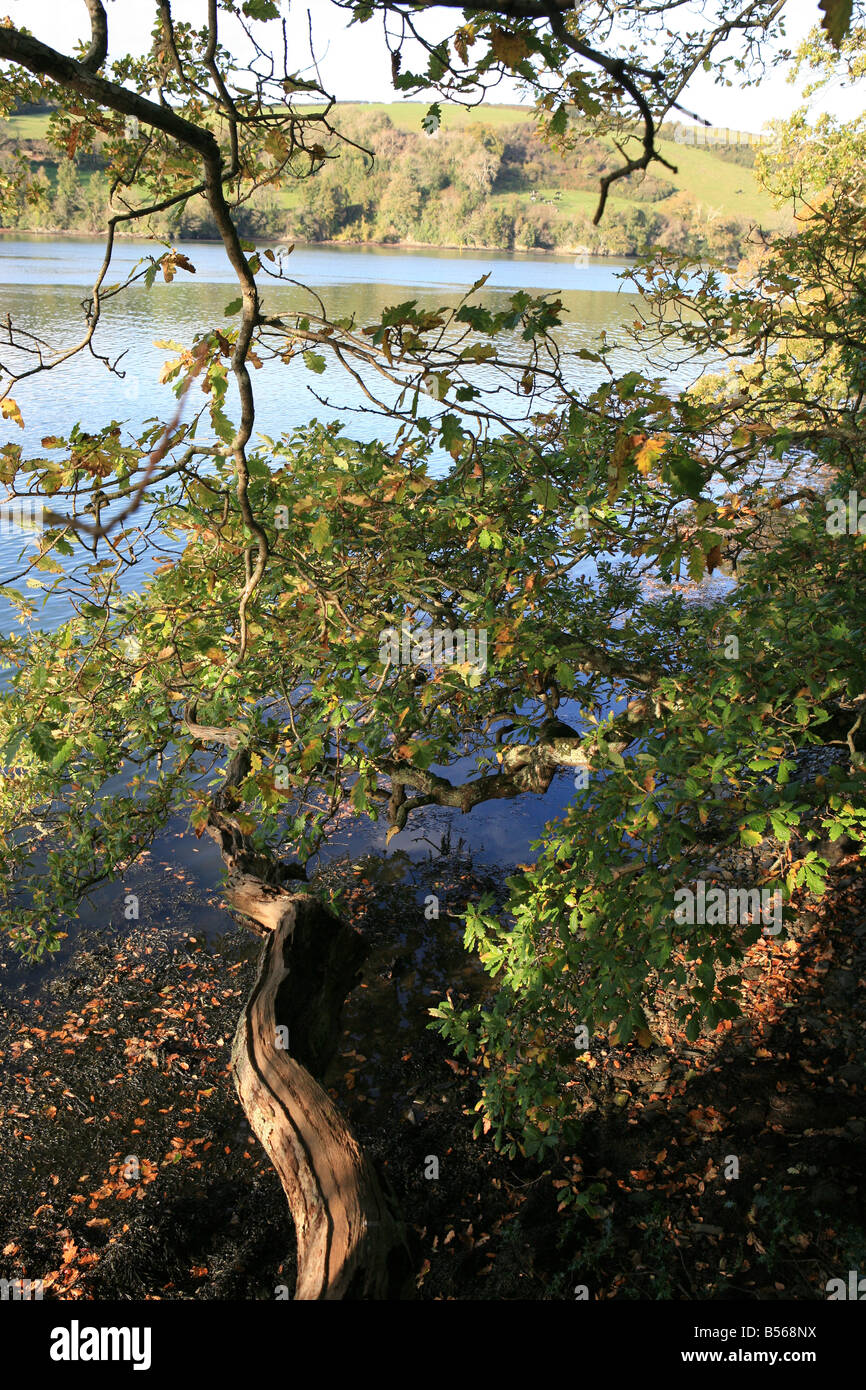 River fal tolverne cornwall england hi-res stock photography and images ...