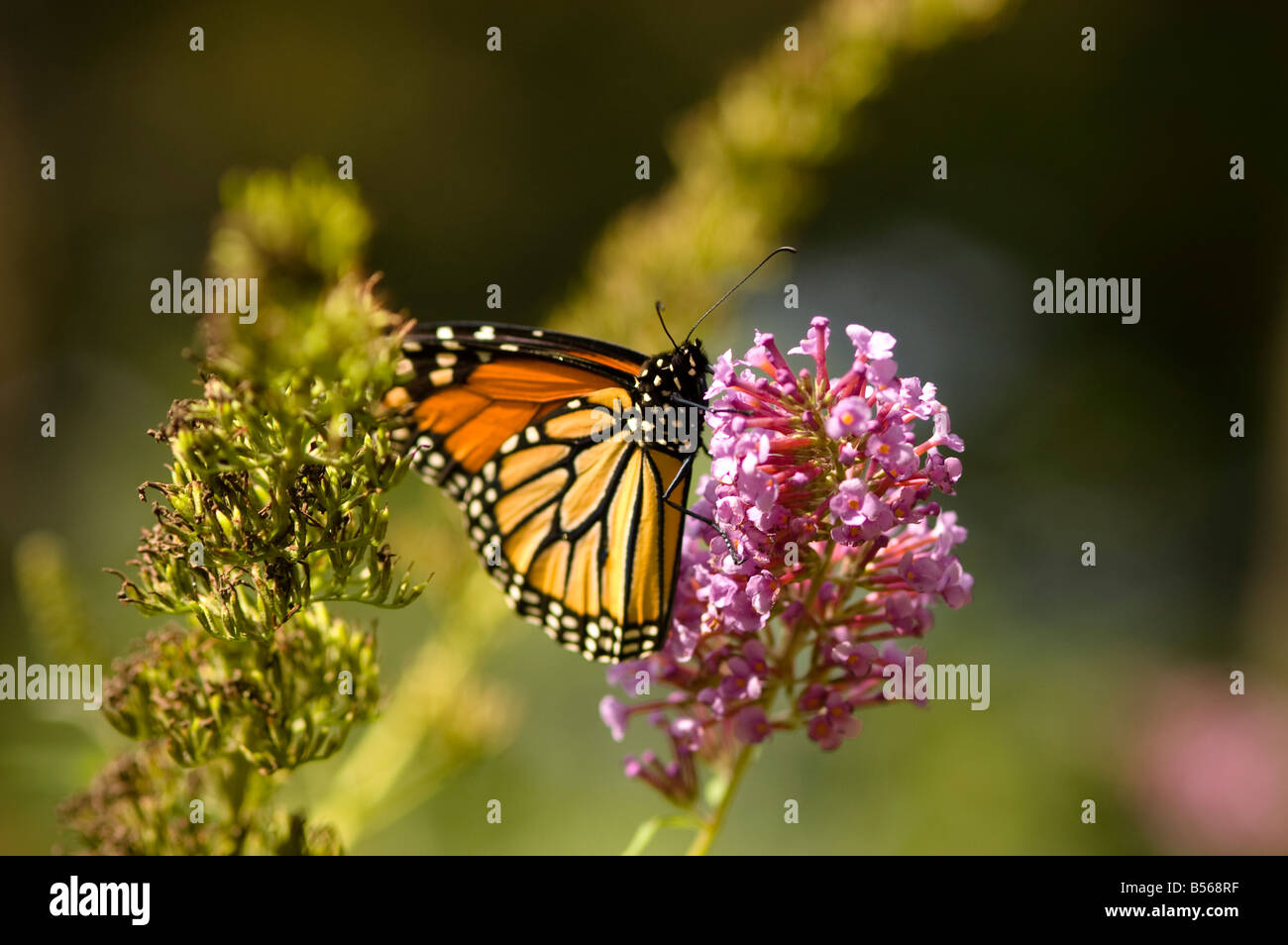 Monarch Danaus plexippus Stock Photo - Alamy