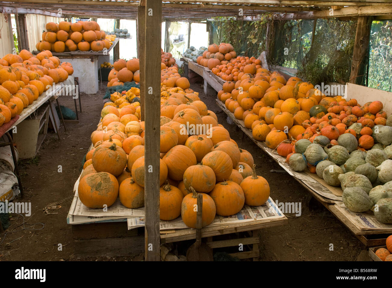 Pumpkins in storage Stock Photo - Alamy
