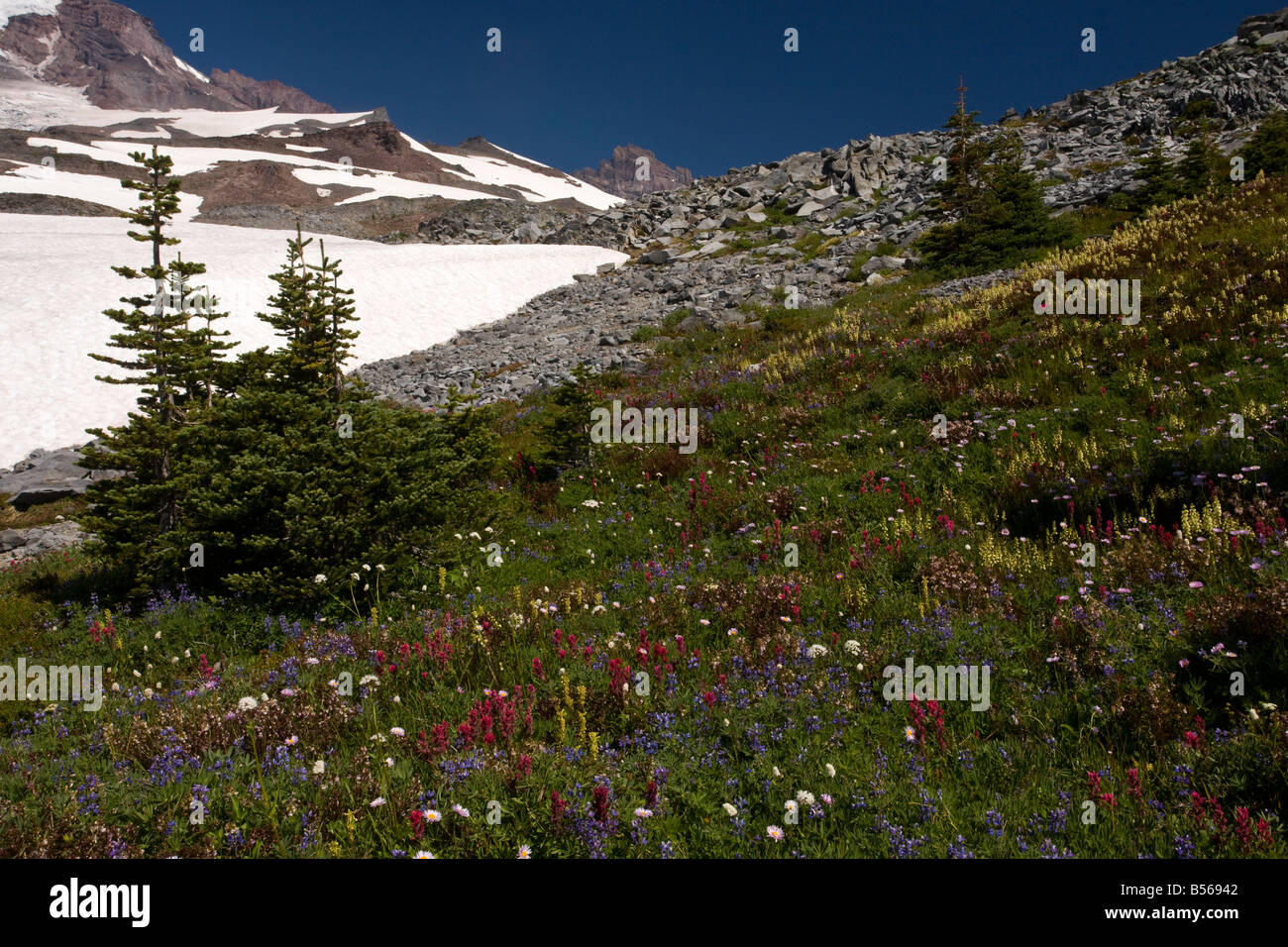 Species rich meadows hi-res stock photography and images - Alamy