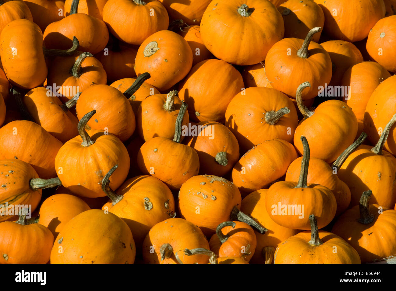 Pumpkins in storage Stock Photo - Alamy