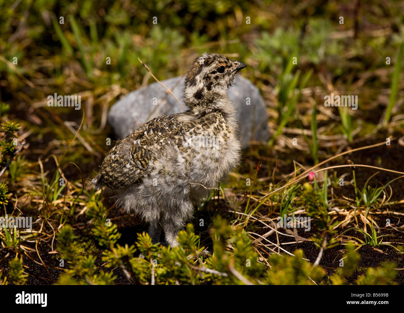 White tailed ptarmigan chick hi-res stock photography and images - Alamy