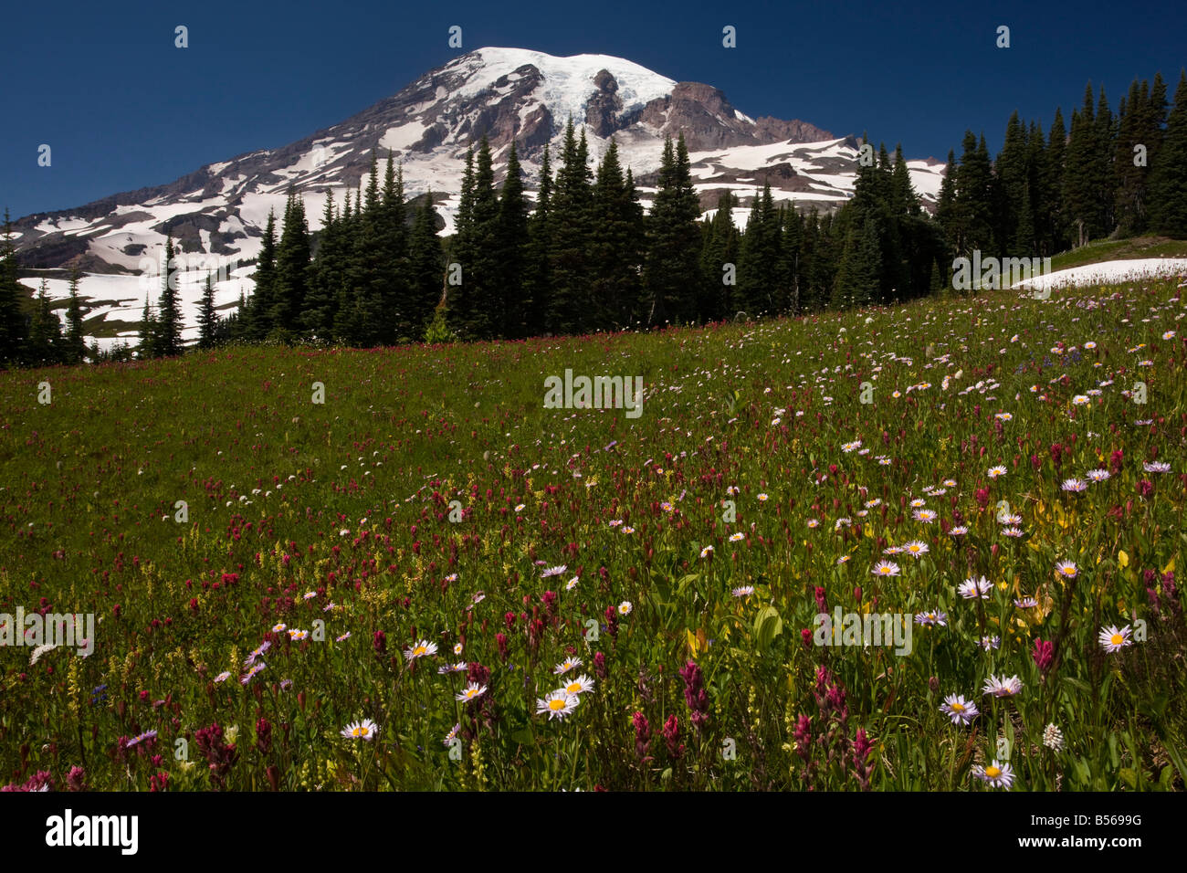 Species rich meadows hi-res stock photography and images - Alamy