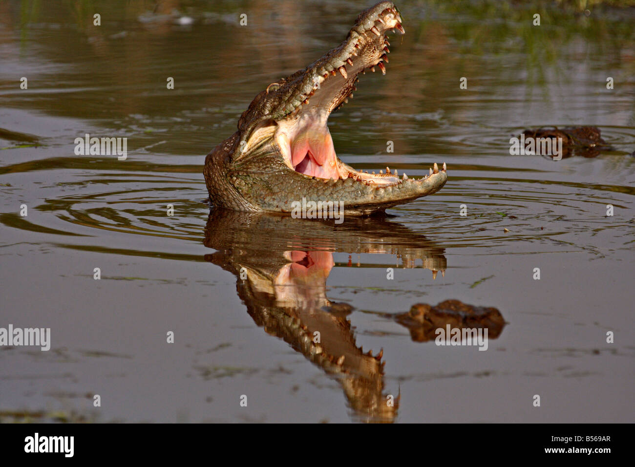 Indian Marsh crocodile or Mugger with open mouth in waters of North ...
