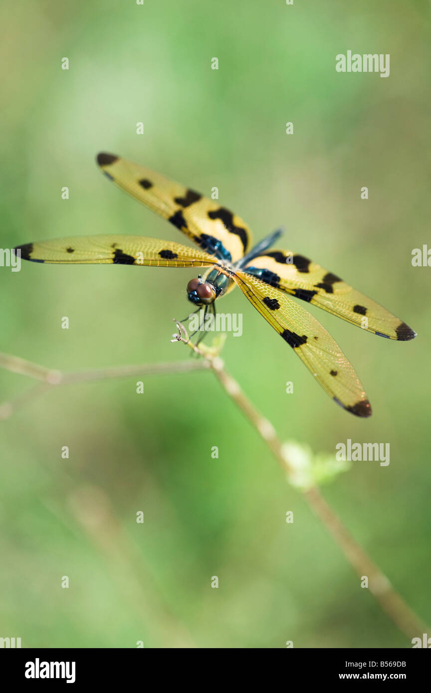 Rhyothemis variegata. Common Picturewing dragonfly / variegated ...