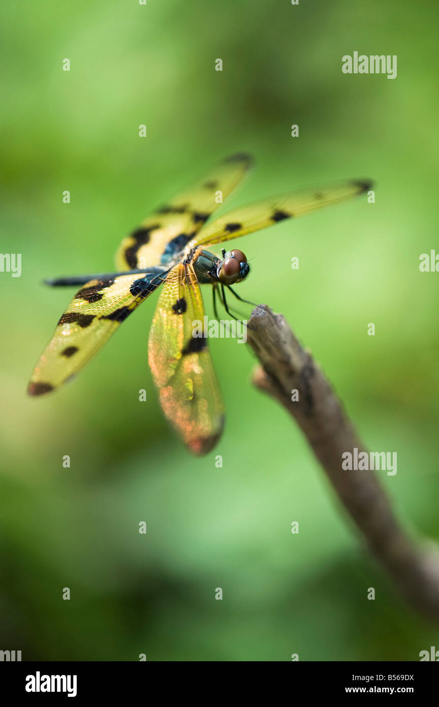 Rhyothemis variegata. Common Picturewing dragonfly / variegated ...