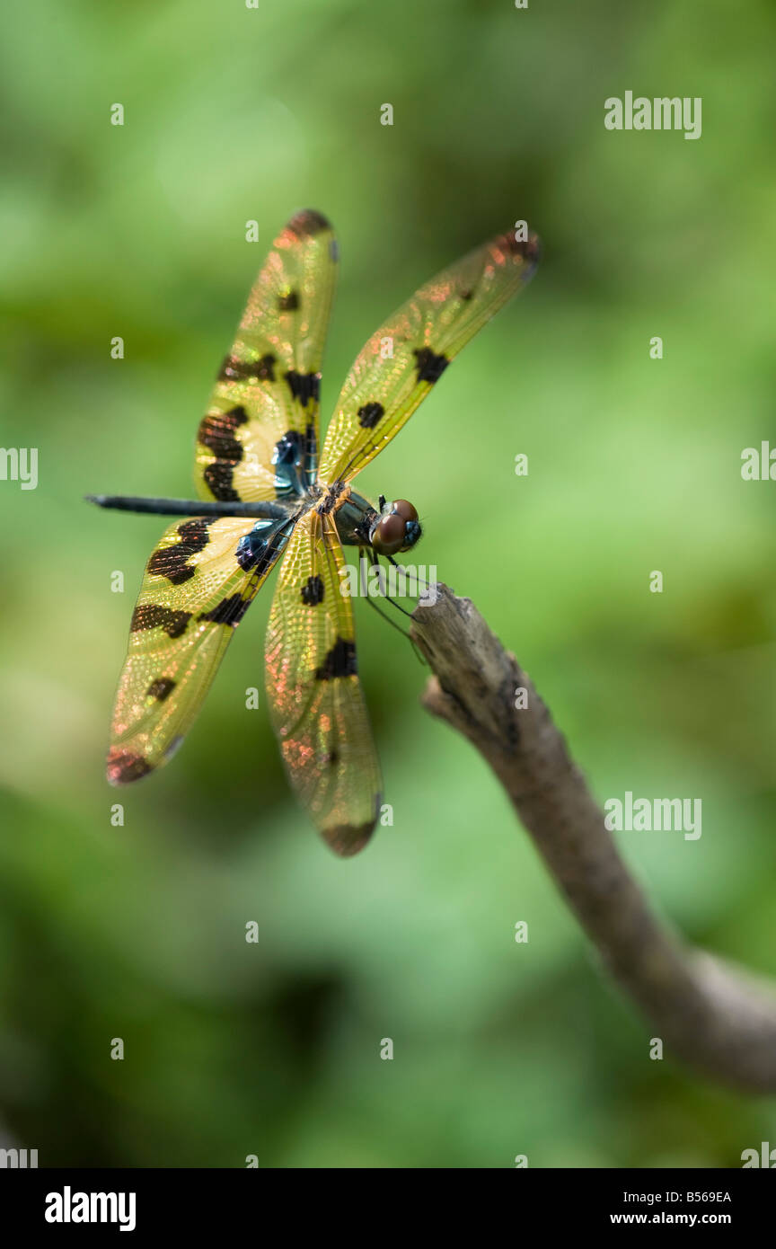 Rhyothemis variegata. Common Picturewing dragonfly / variegated ...