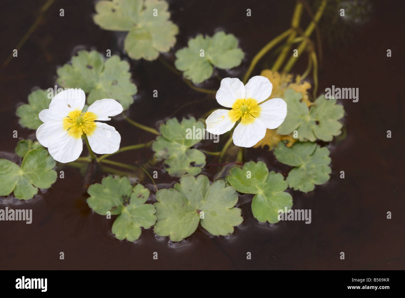 WATER CROWFOOT Ranunculus aquatilis CLOSE UP OF FLOWERING PLANTS Stock ...