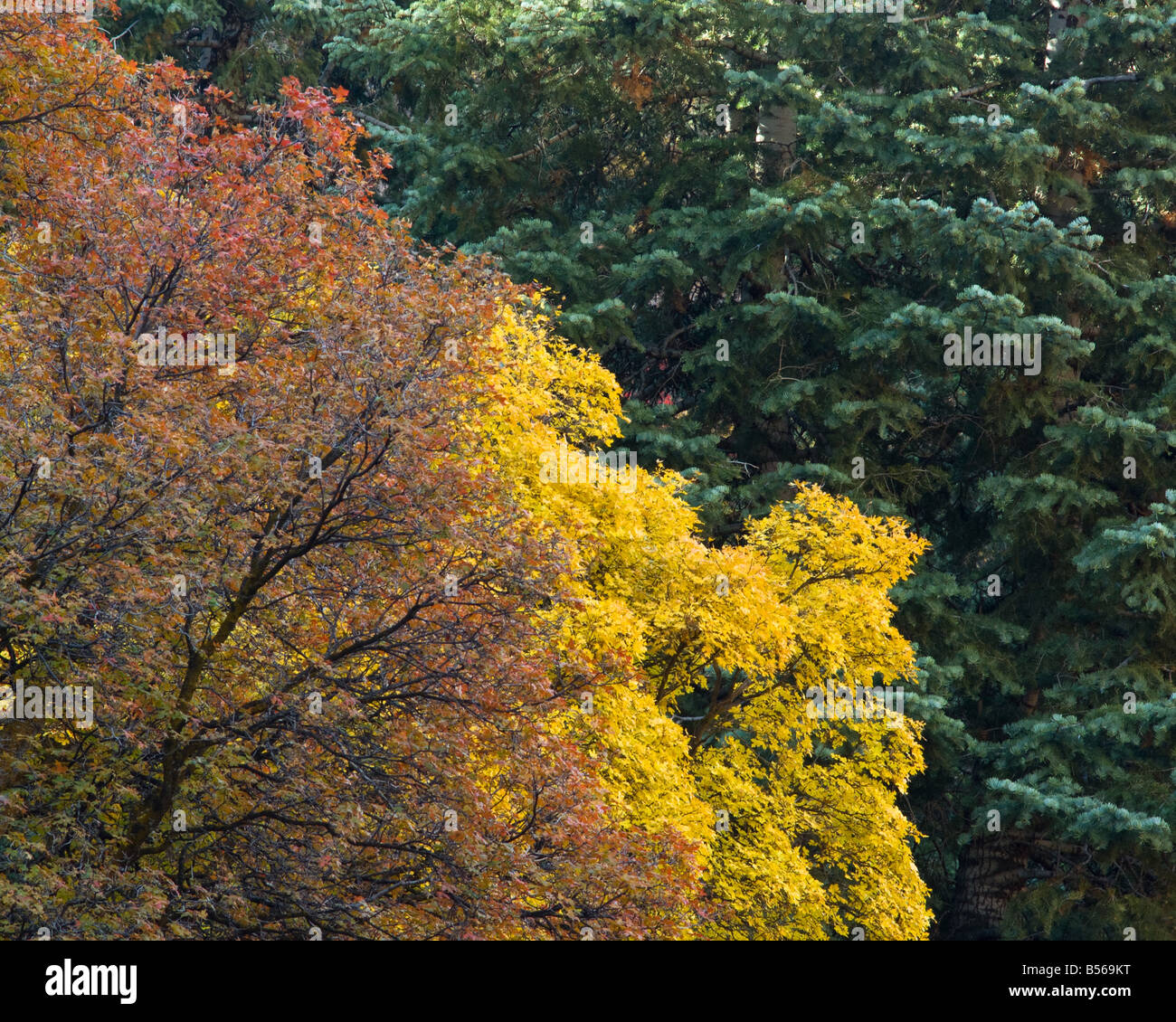 Fall colors and pine trees Stock Photo - Alamy