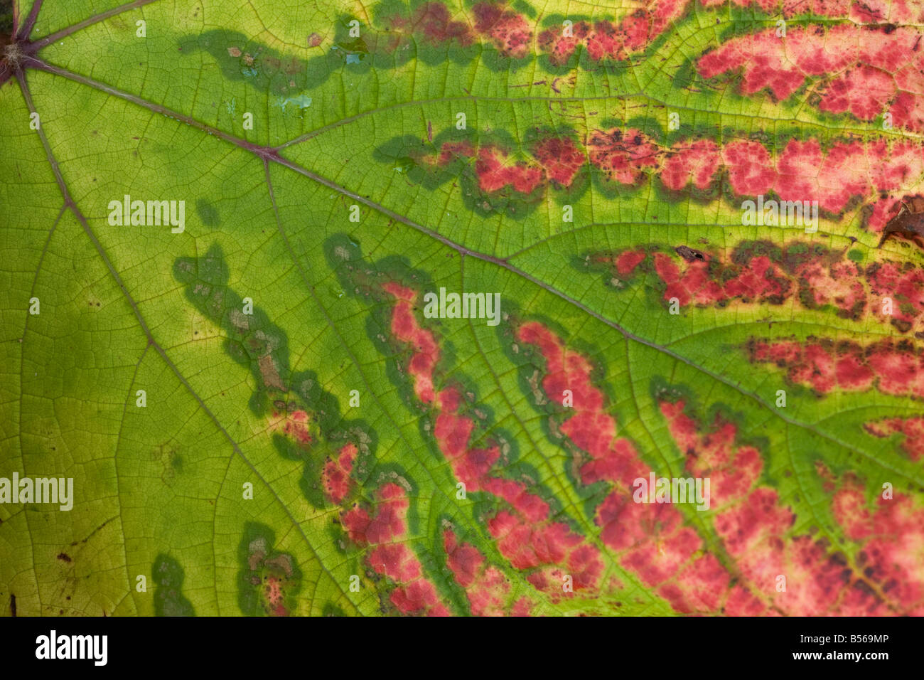 Abstract leaf patterns hi-res stock photography and images - Alamy