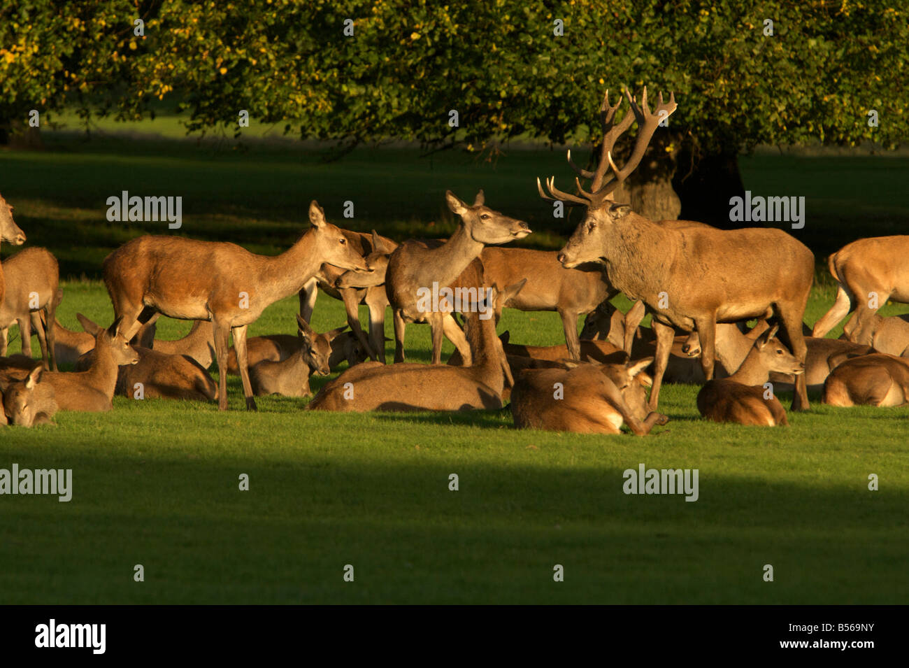 Red deer herd hi-res stock photography and images - Alamy