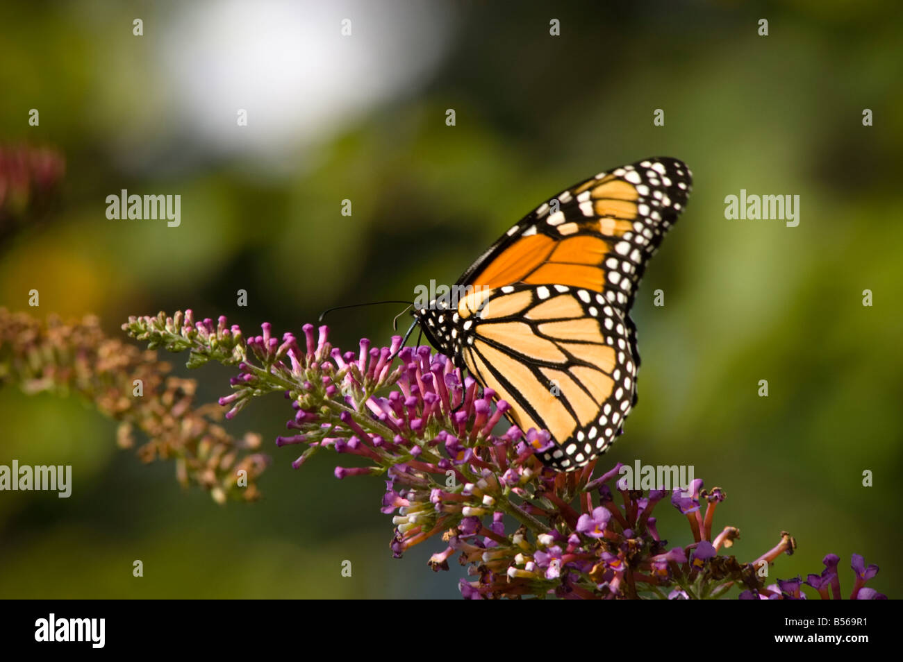Monarch Danaus plexippus Stock Photo - Alamy