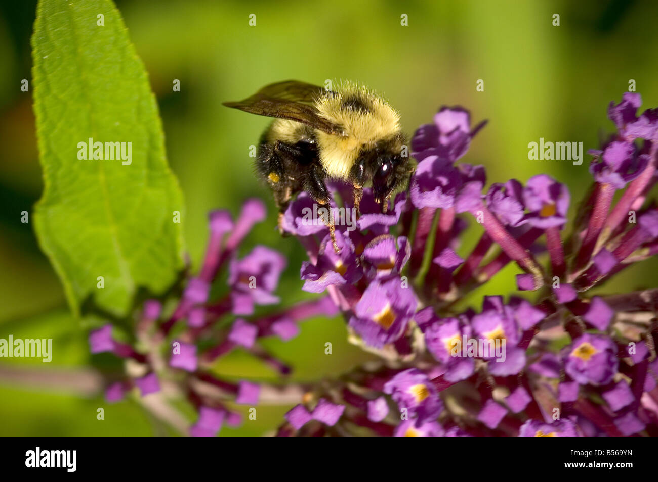 bee with flower Stock Photo - Alamy